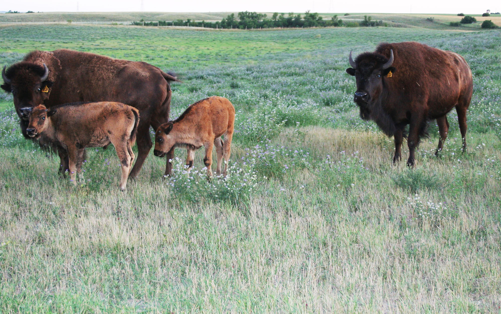 OUR Bison Buffalo Coulee Ranch North American Bison